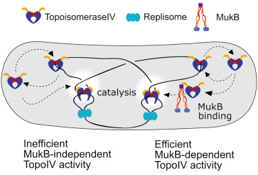 Publications | Gene Machines - Kapanidis Group