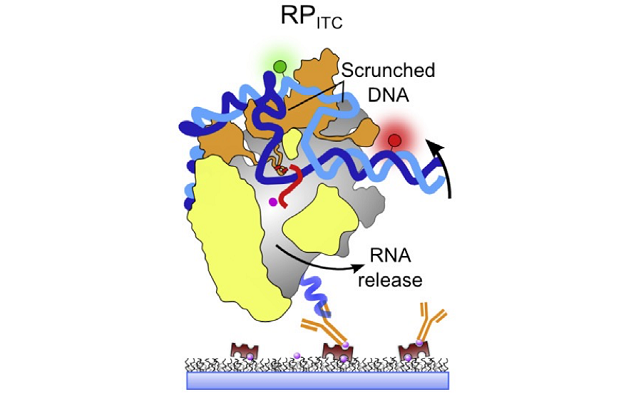 1a. Mechanisms of gene transcription Gene Machine: bacterial RNA ...
