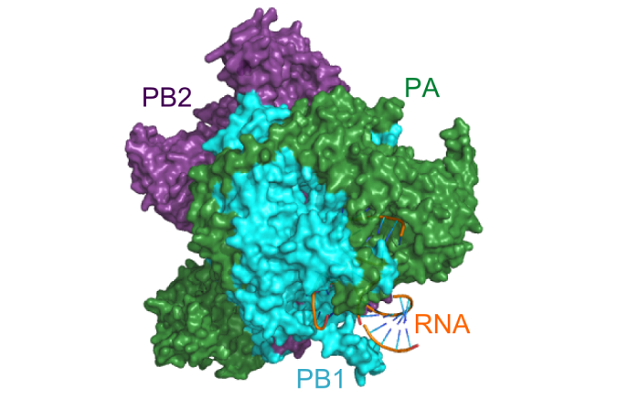 2. Mechanisms of influenza virus replication and transcription Gene ...