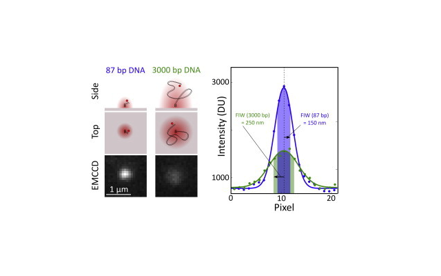 4. Mechanisms of DNA recombination Gene Machine: DNA recombinases ...